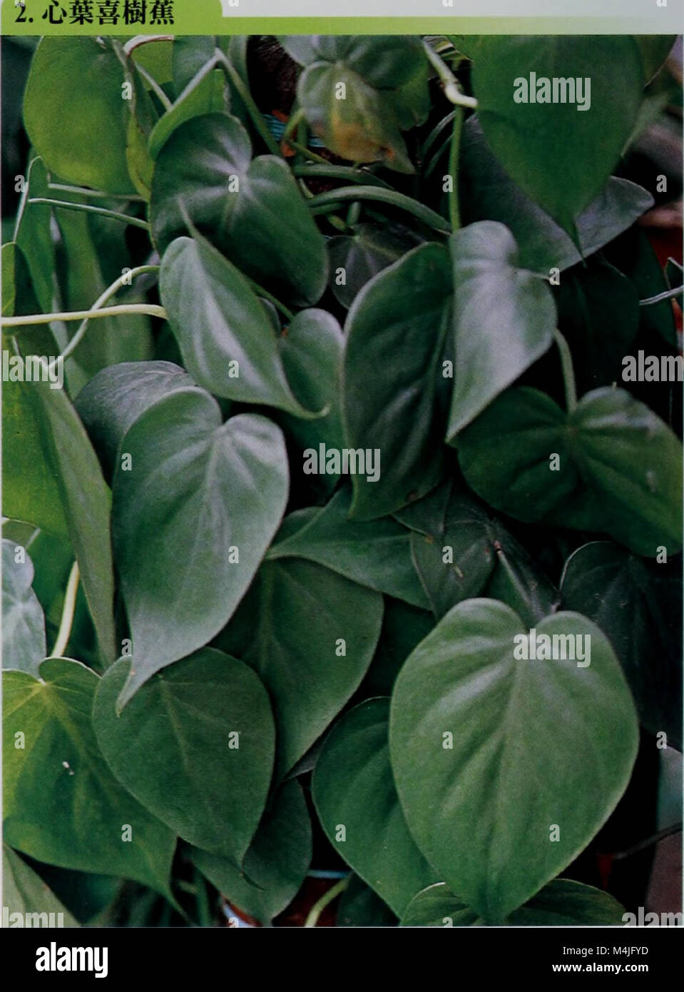 Ao Men Zhi Wu Zhi (2007) is a comprehensive resource on the plants of ...