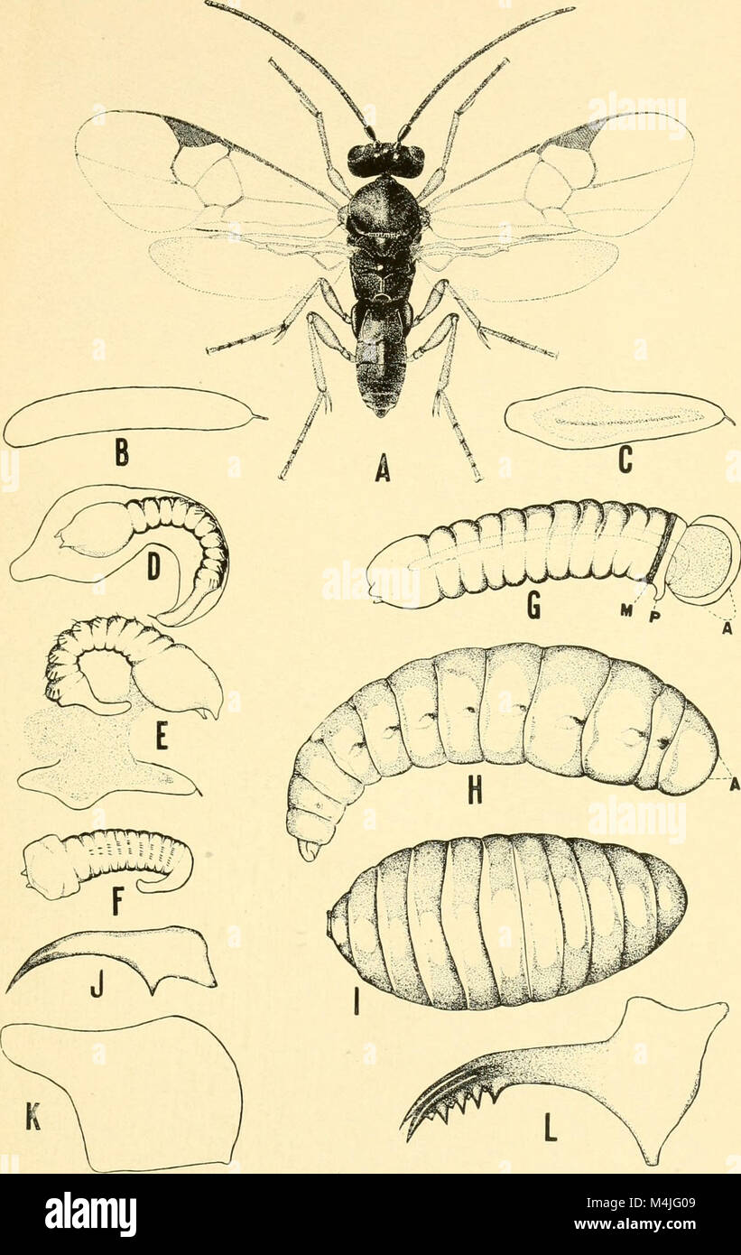Apanteles melanoscelus, an imported parasite of the gipsy moth (1922 ...