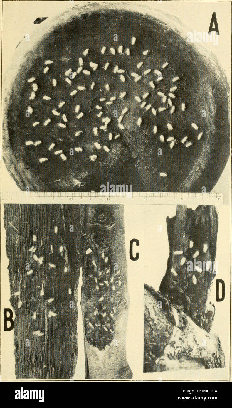 This 1922 study examines Apanteles melanoscelus, a parasitic species ...