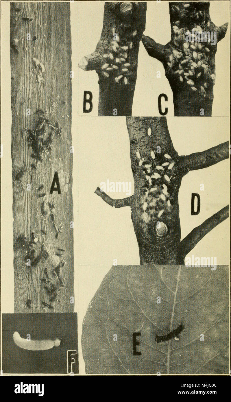 The 1922 study on Apanteles melanoscelus explores this parasitic ...