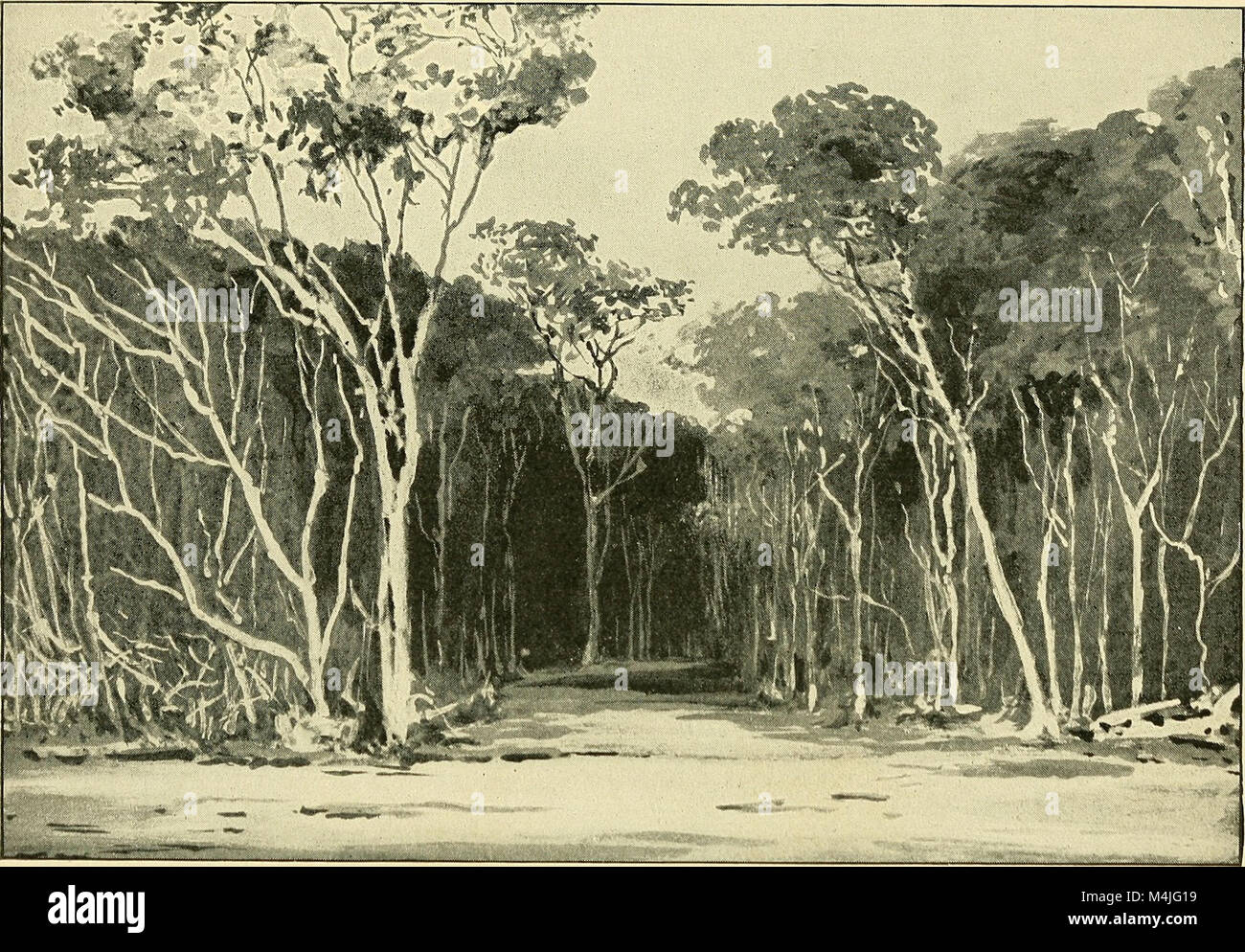 This 1900 work explores the lives, behaviors, and communication methods ...