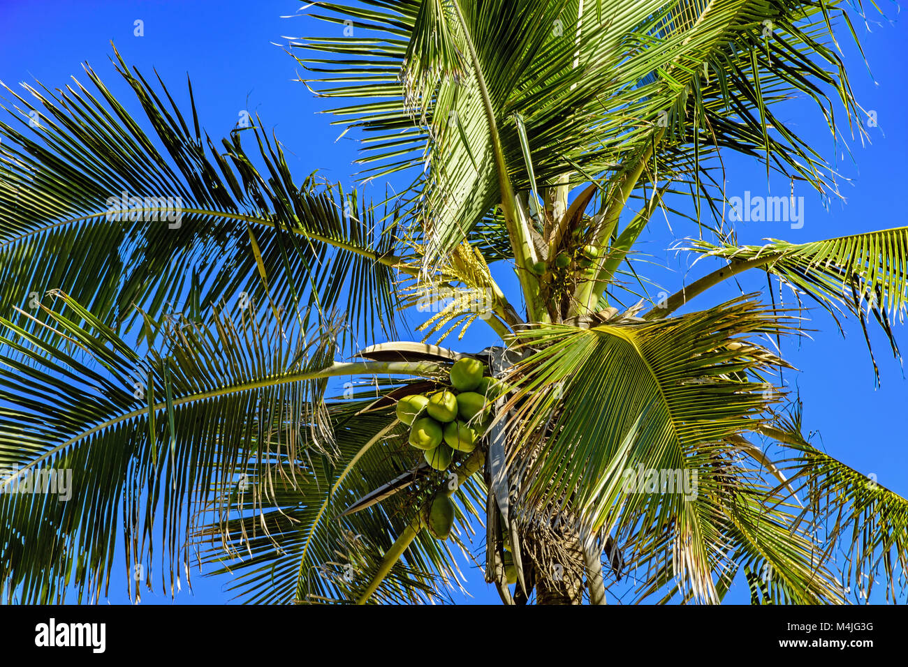 Tree coconut hi-res stock photography and images - Alamy