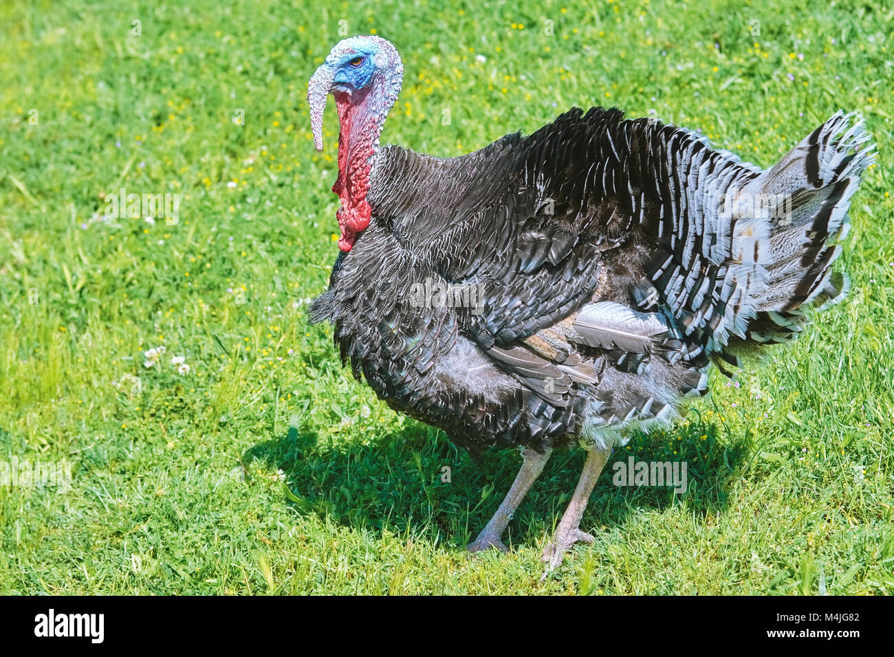 Turkey on Grass Stock Photo - Alamy