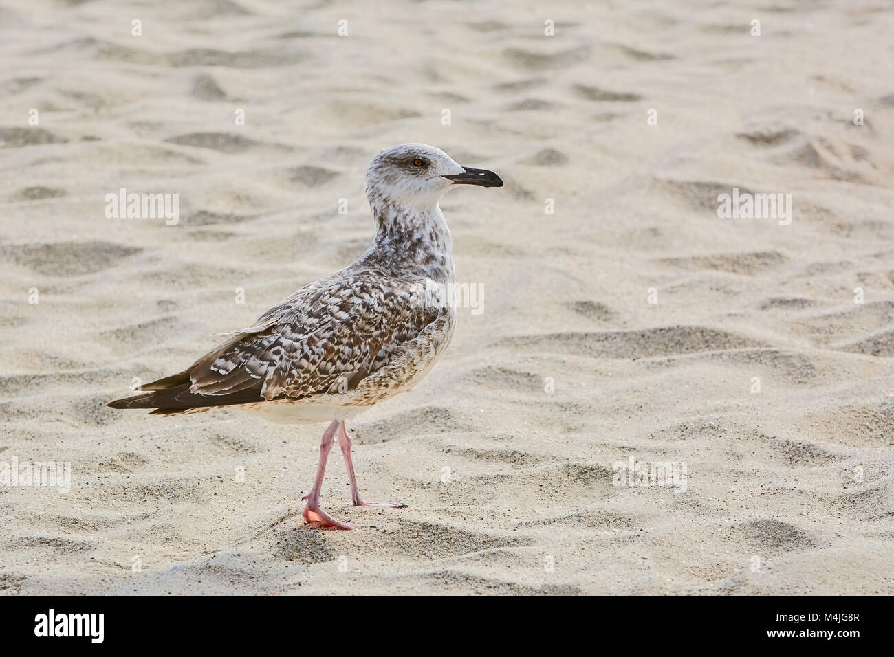 Seagull on Sand Stock Photo - Alamy