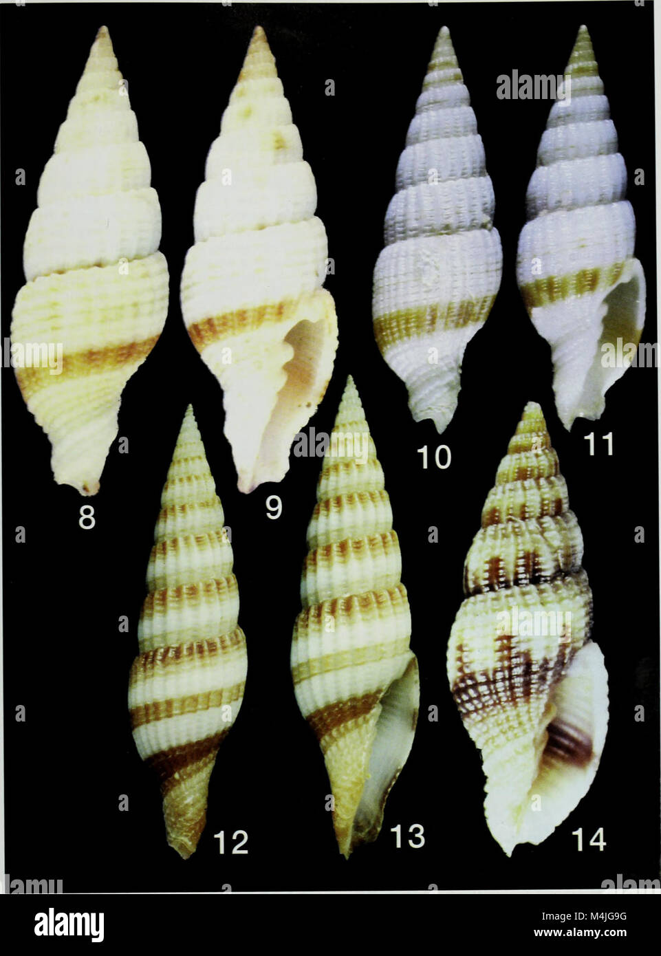 'Apex' (1999) is a work that explores themes of science fiction ...