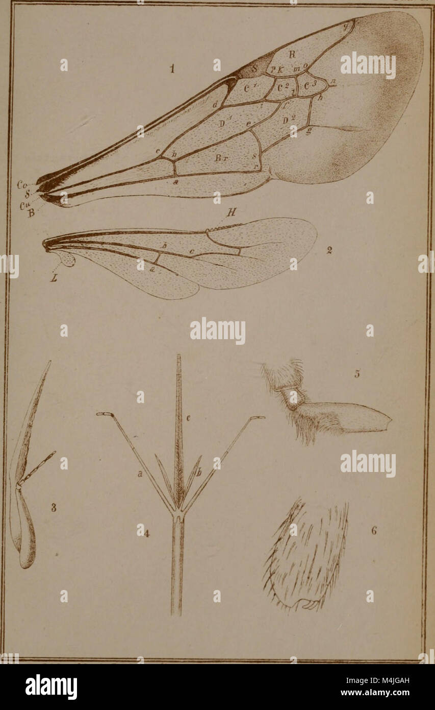 This 1882 work on European bees, 'Apidae europaeae', provides a ...