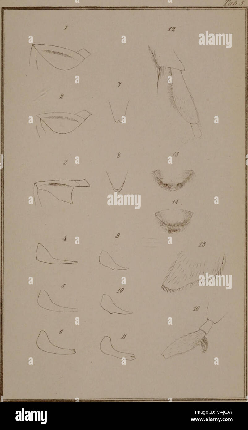 A detailed study of the European bee family (Apidae), classified by ...