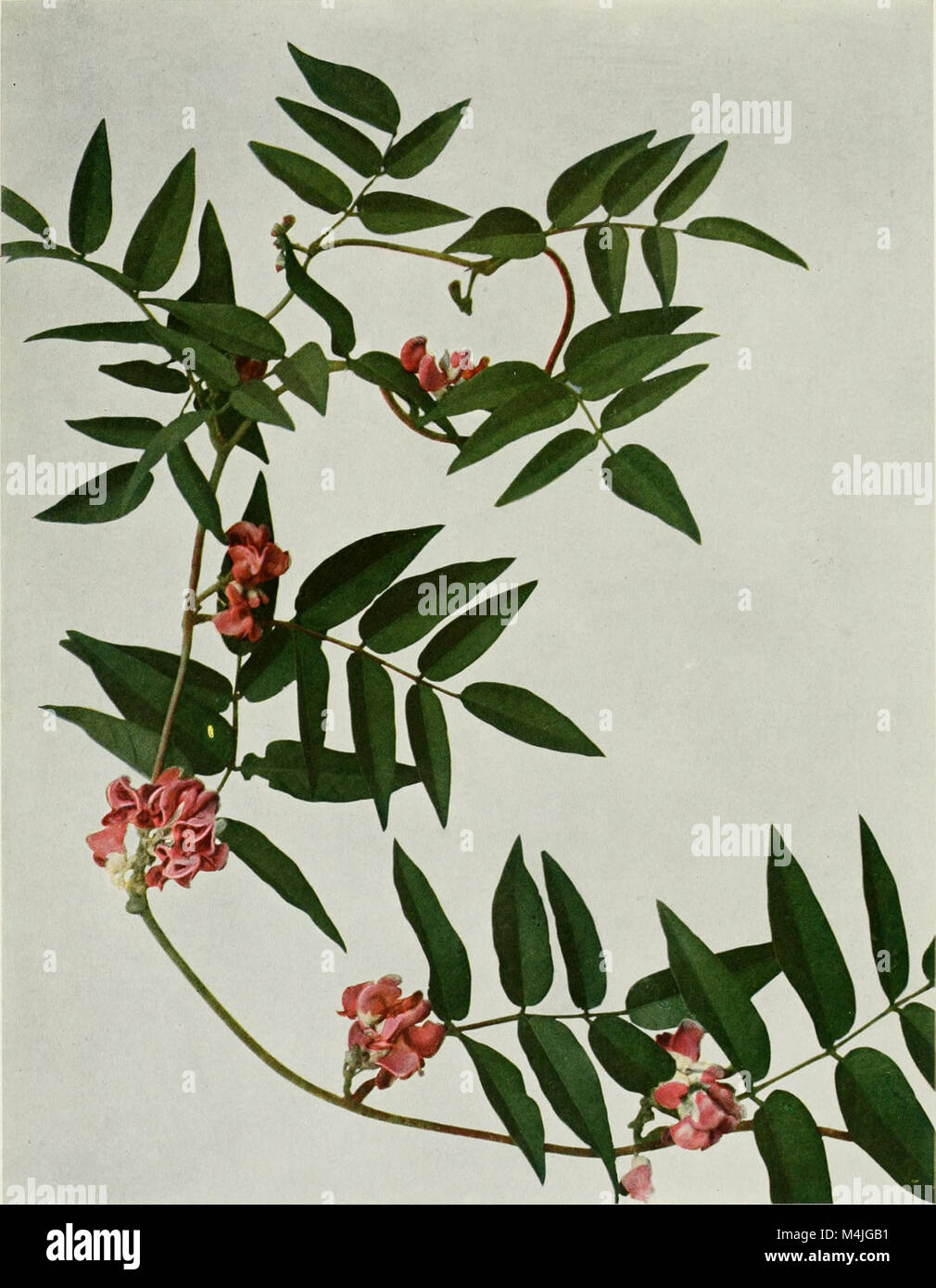 Apios americana WFNY-117 is a cultivar of the Apios species, known for ...