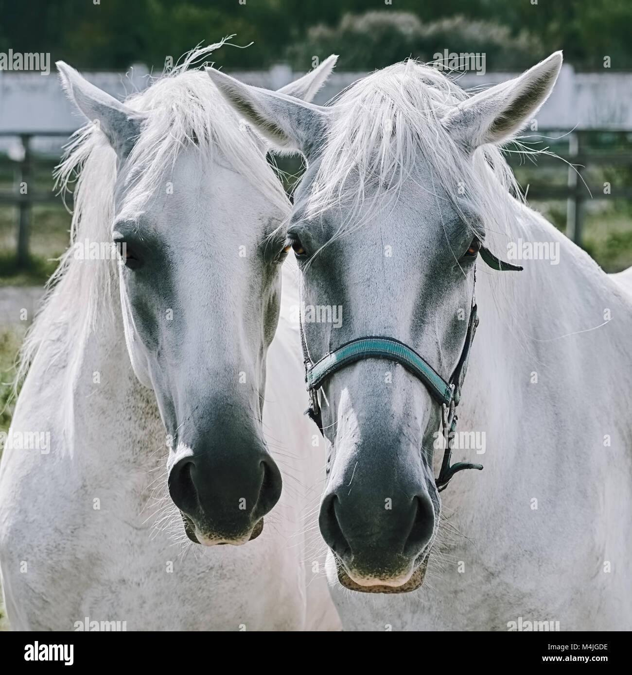 Caballo blanco hi-res stock photography and images - Alamy