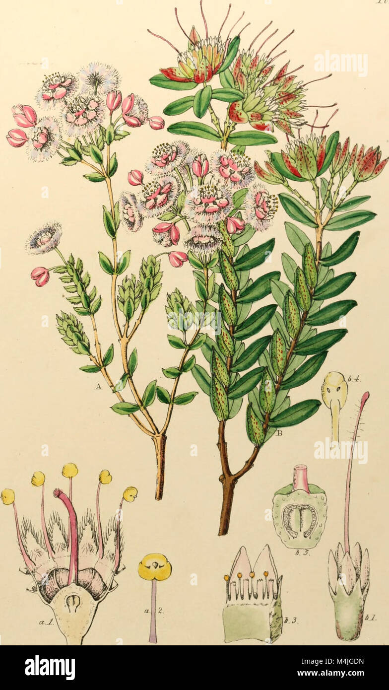 This appendix to the botanical register offers an alphabetical and ...