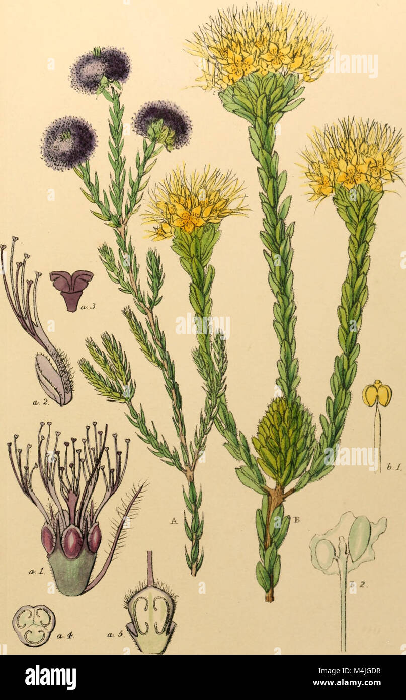 This appendix to Edwards's Botanical Register provides a complete ...