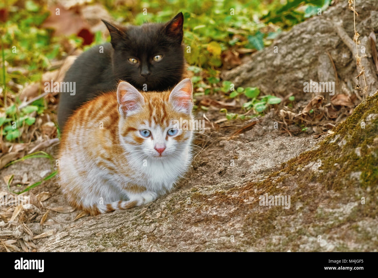 Portrait of Kittens Stock Photo - Alamy