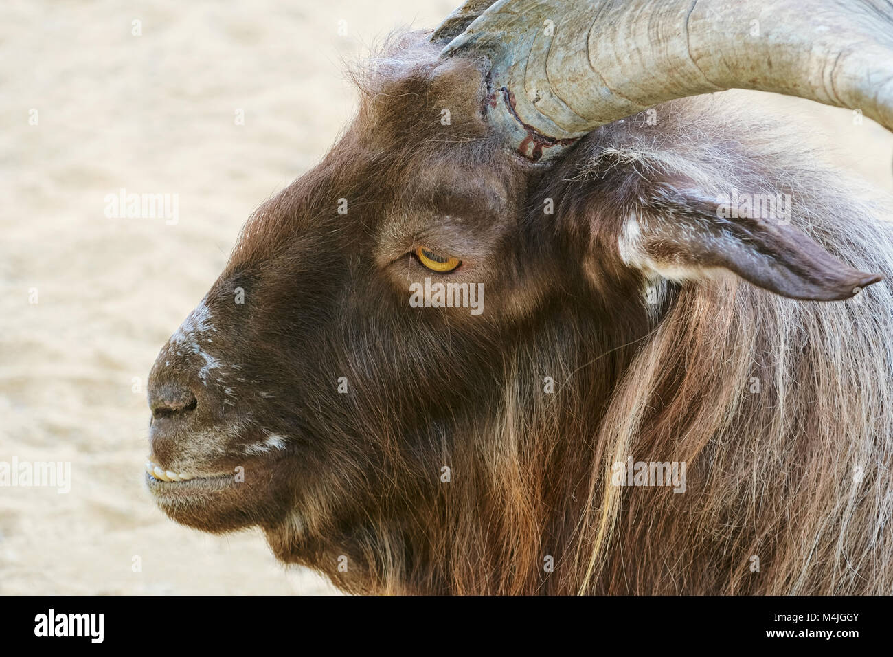 Portrait goat hi-res stock photography and images - Alamy