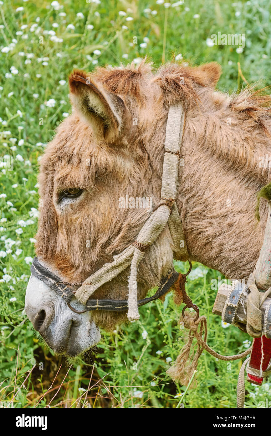 Portrait of Donkey Stock Photo - Alamy