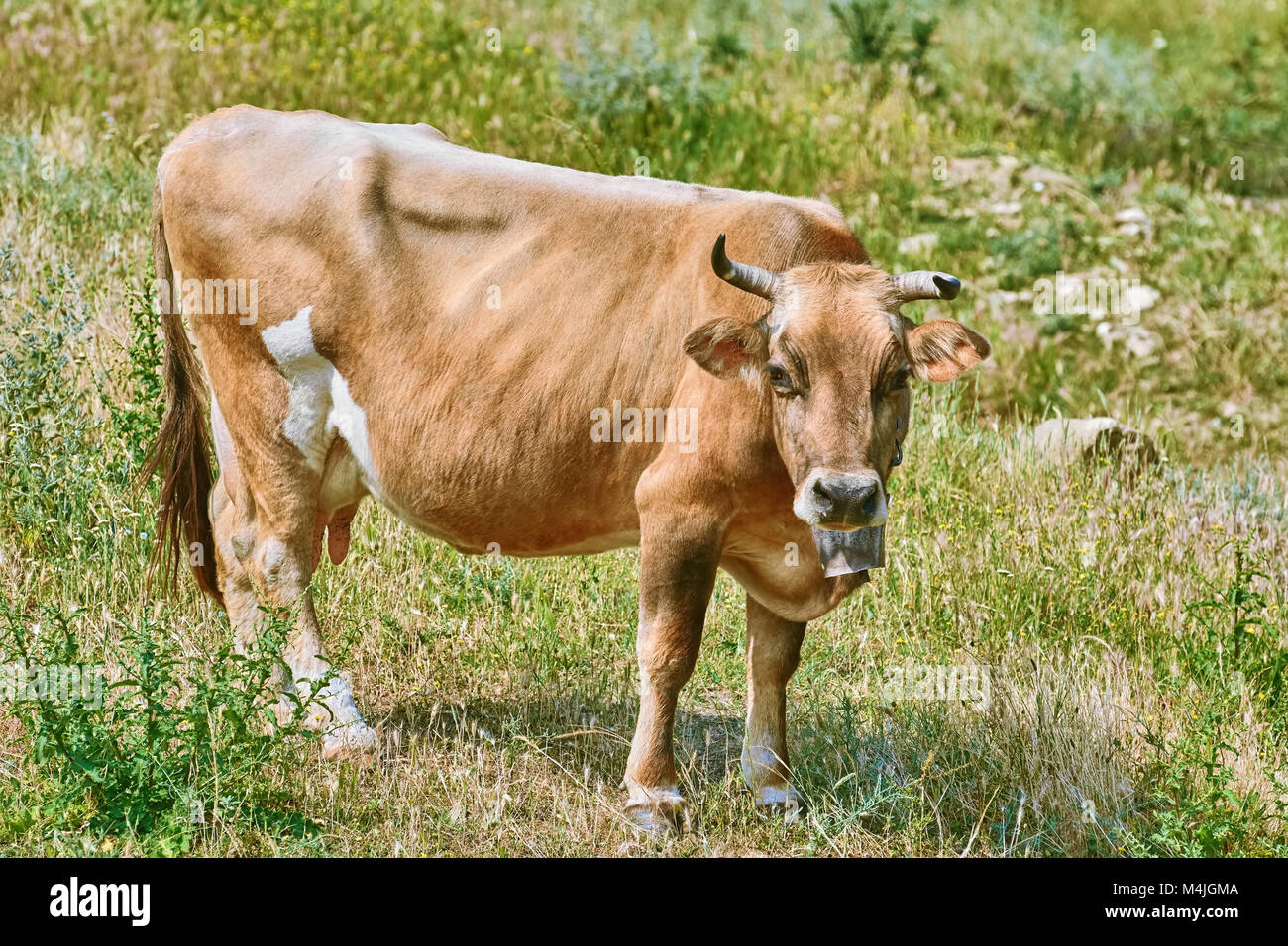 Cow brown hi-res stock photography and images - Alamy