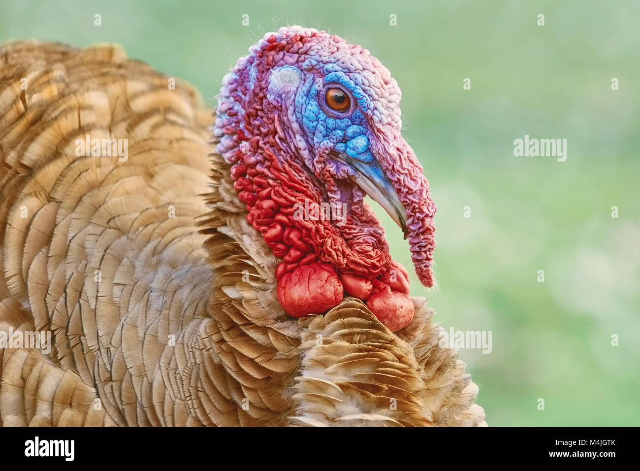 Portrait of a Turkey Stock Photo - Alamy