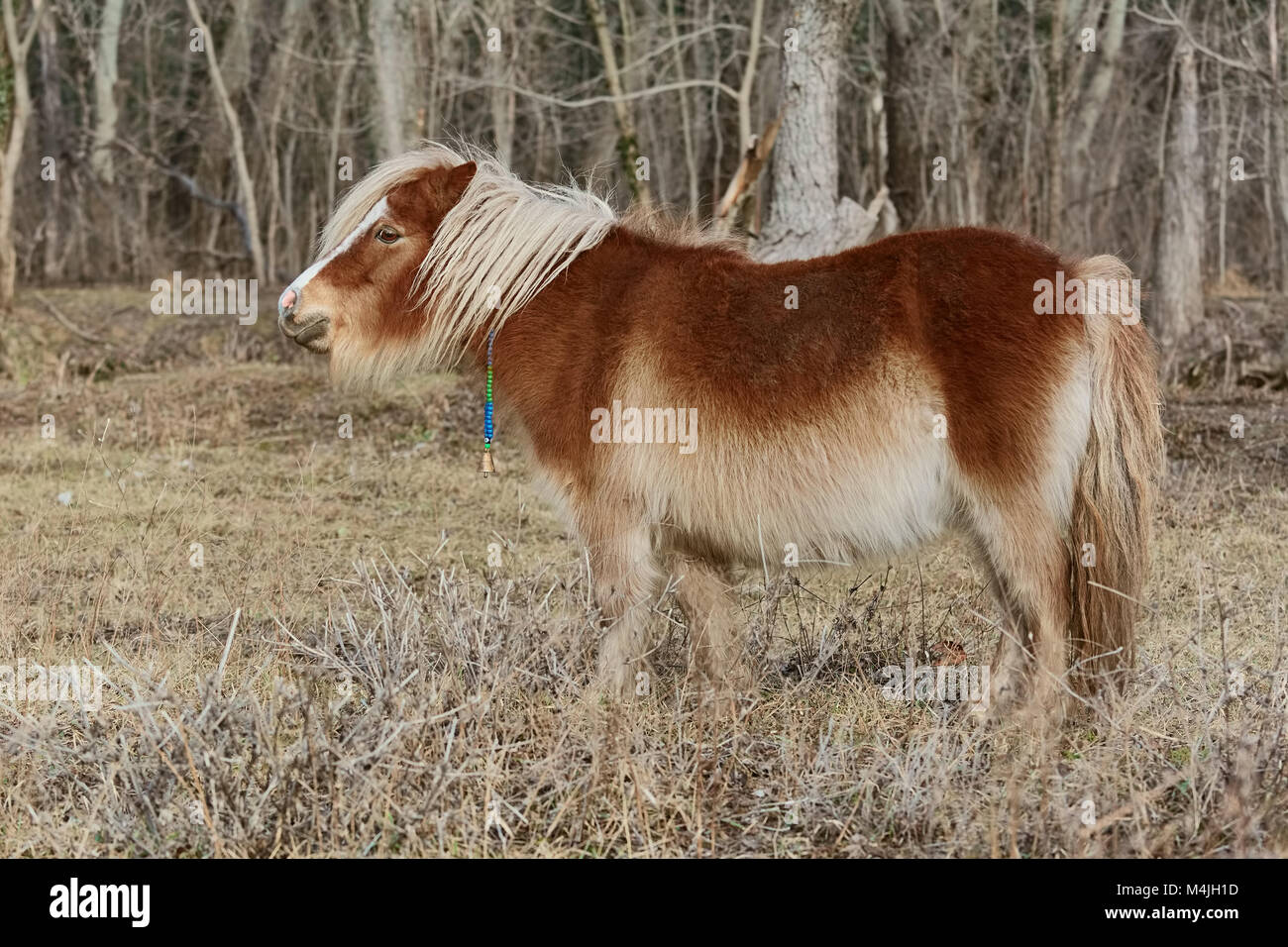 Little Brown Pony Stock Photo - Alamy