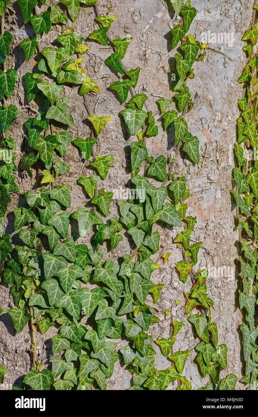 Ivy leafage hi-res stock photography and images - Alamy