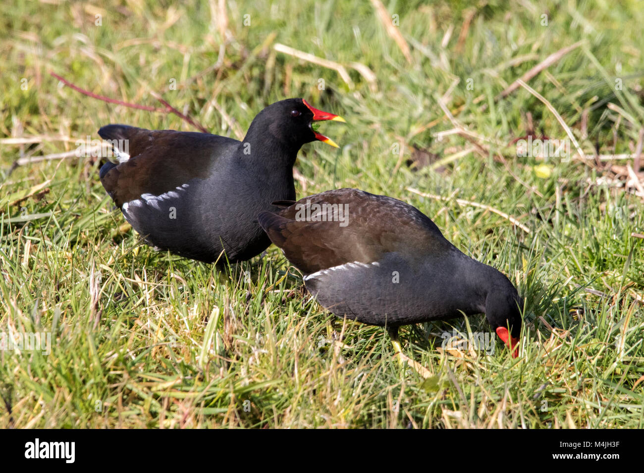 Eurasian common moorhens hi-res stock photography and images - Alamy