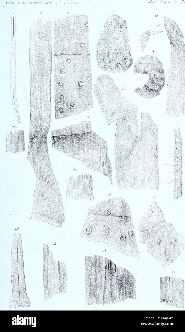 The 1888 edition of Annales des Sciences Naturelles Botaniques presents ...