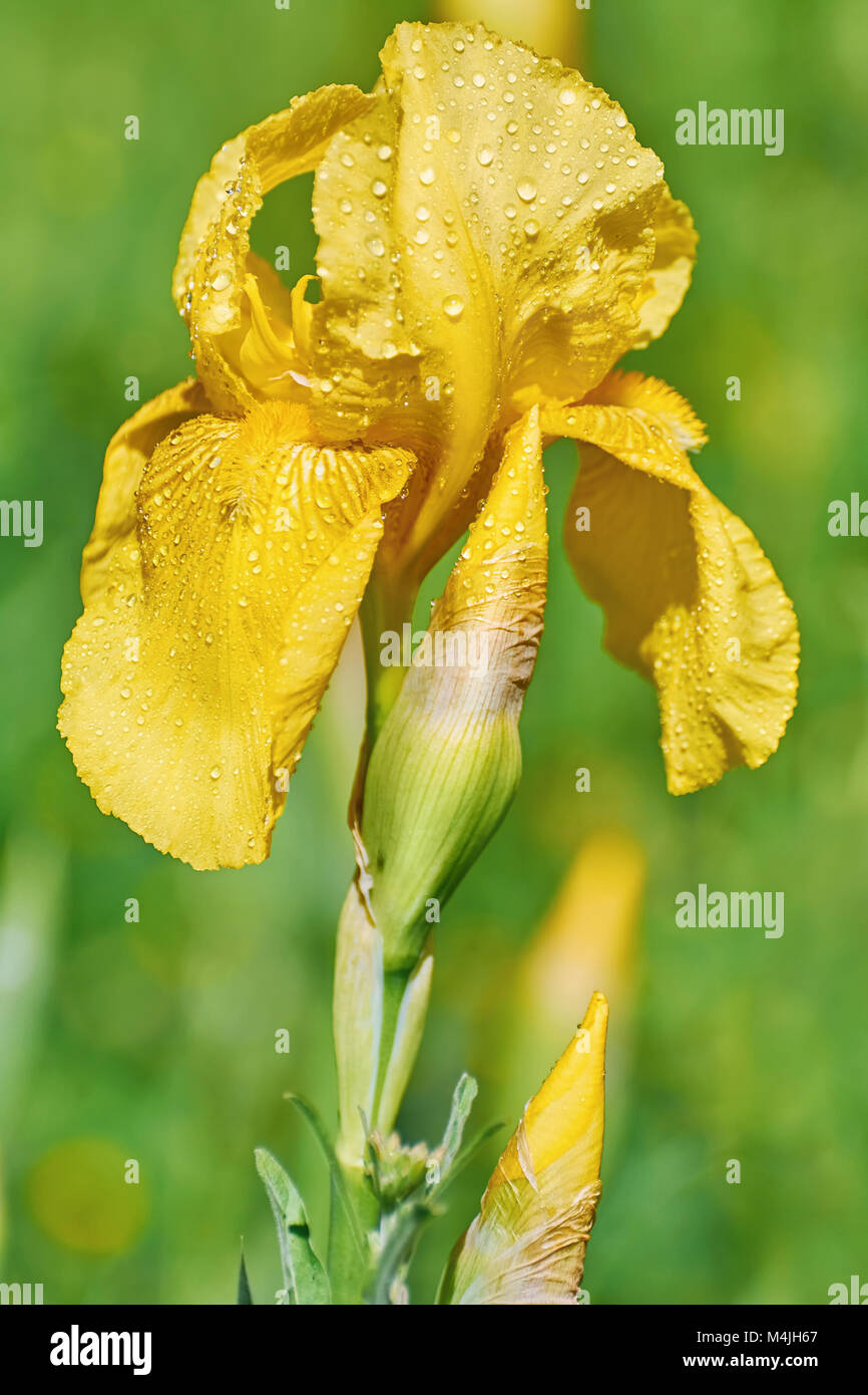 Flower of Yellow Iris Stock Photo - Alamy