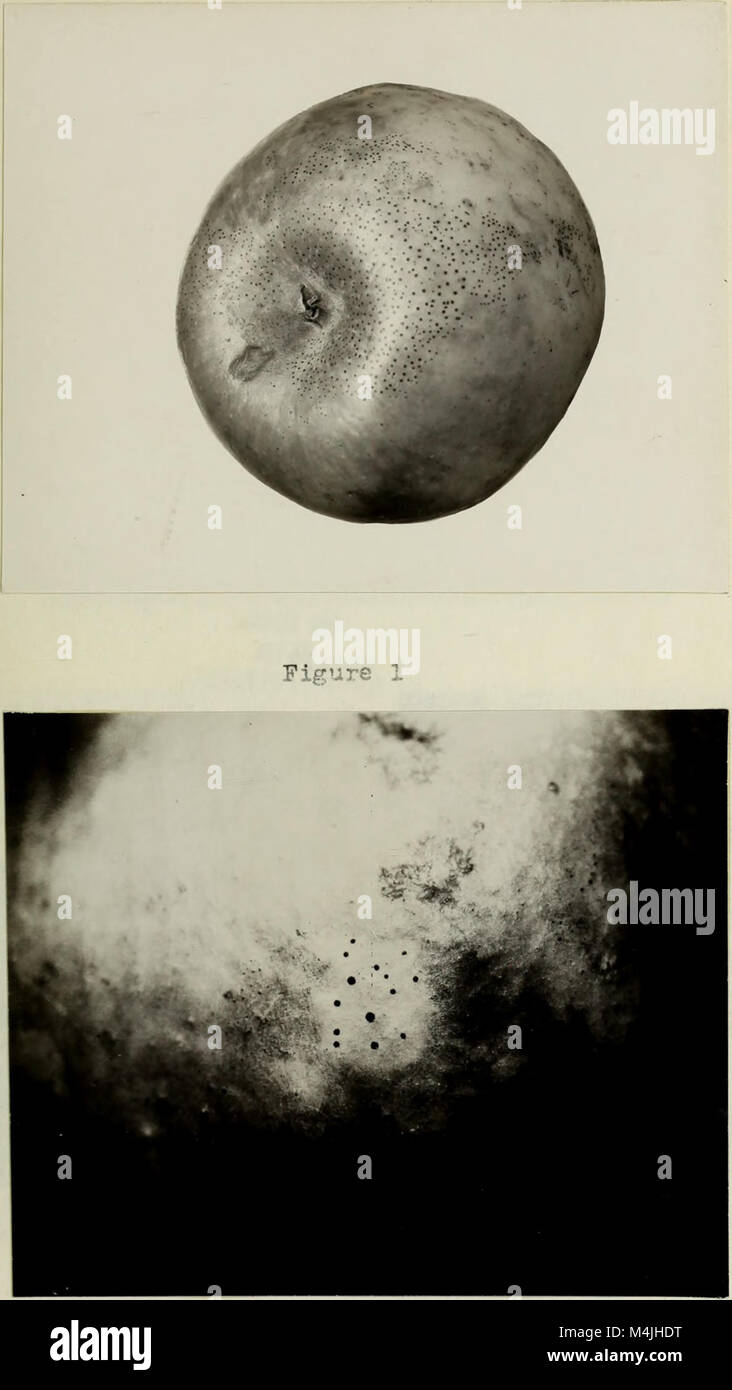 Apple fly-speck (1920) (19557272380 Stock Photo - Alamy