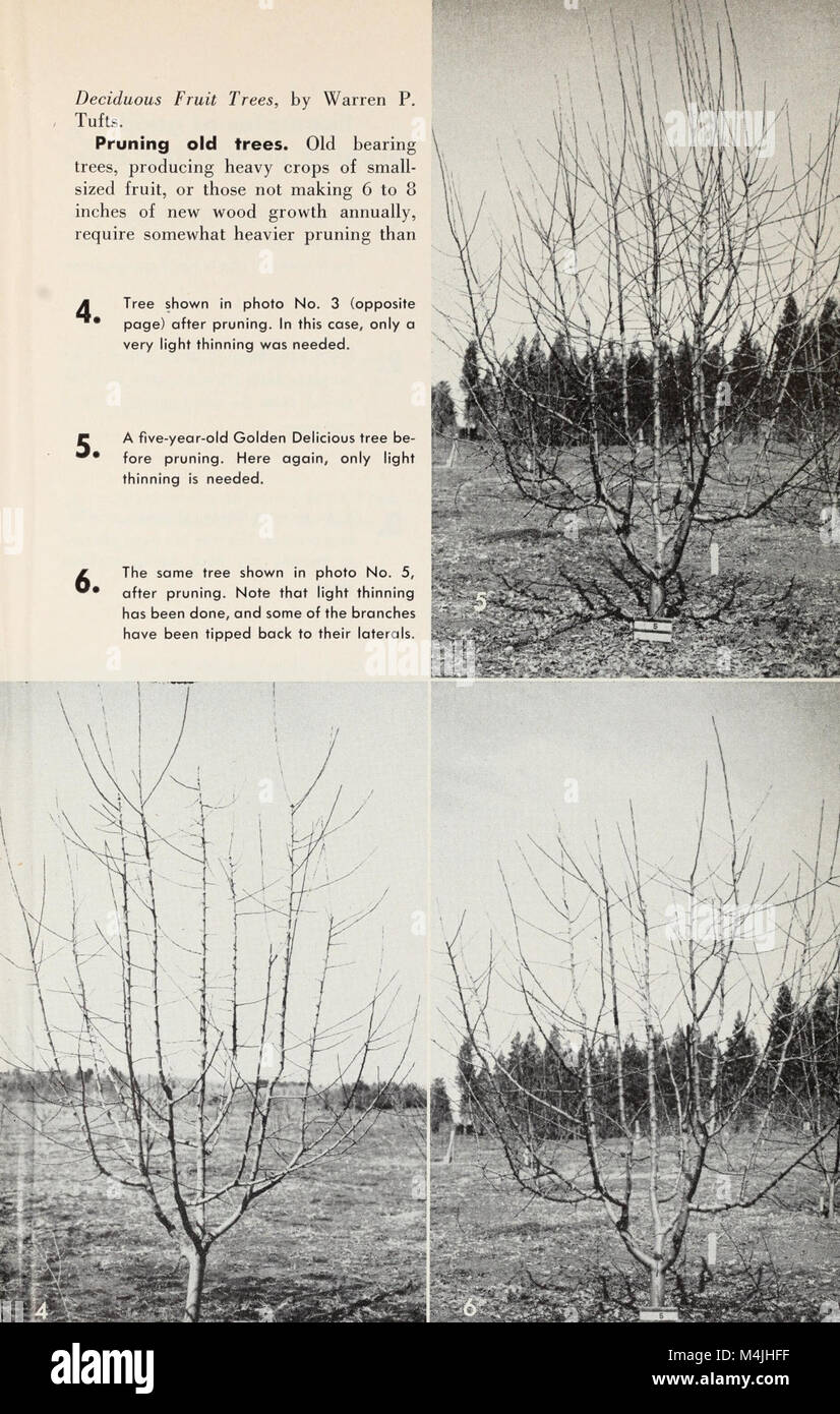This 1951 report on apple growing in California provides insights into ...