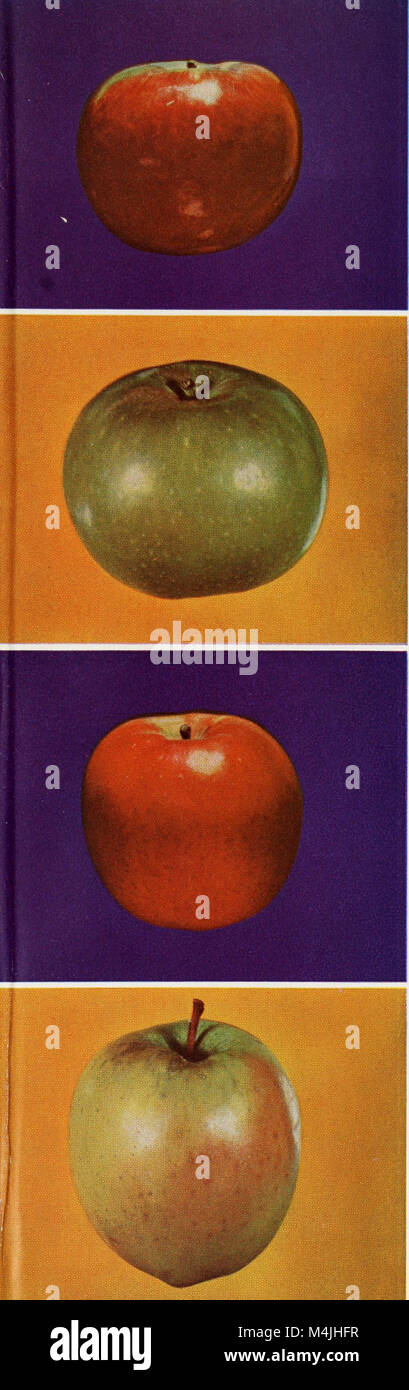 Apple growing in California (1951) (19745417515 Stock Photo - Alamy