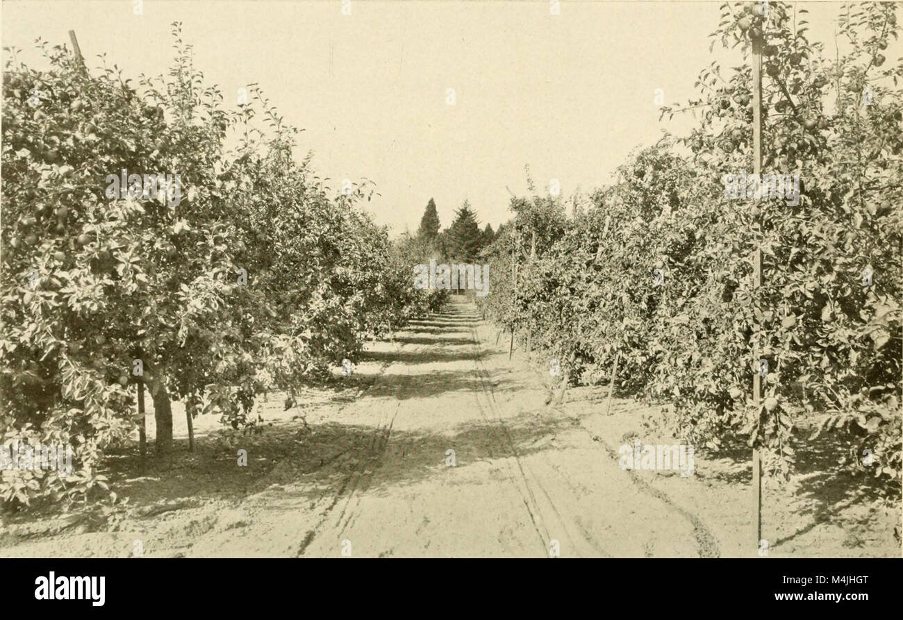 This 1911 publication provides a detailed overview of apple cultivation ...