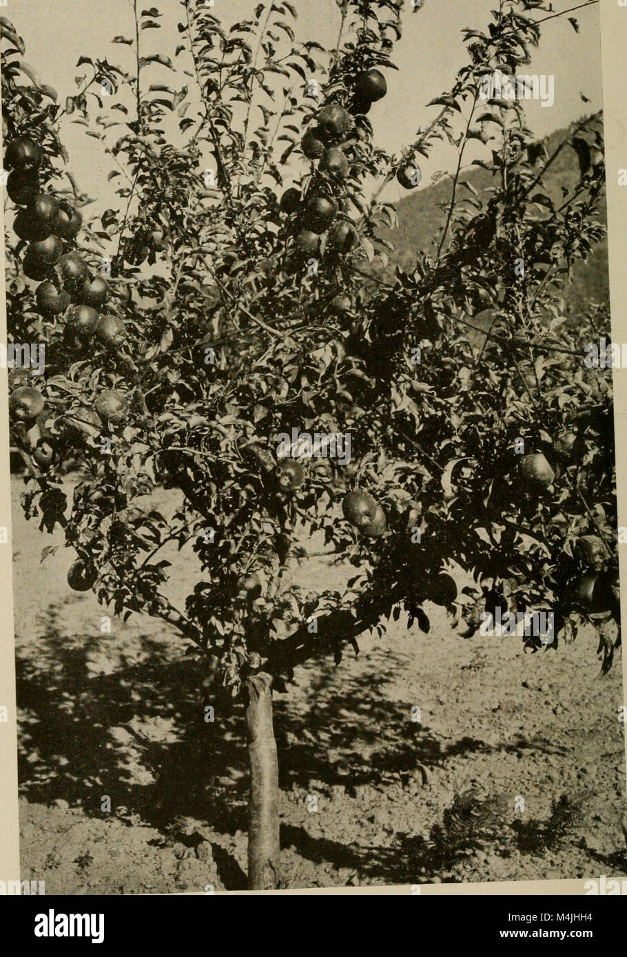 Apple growing in the Pacific northwest (1911) (19122966354 Stock Photo ...