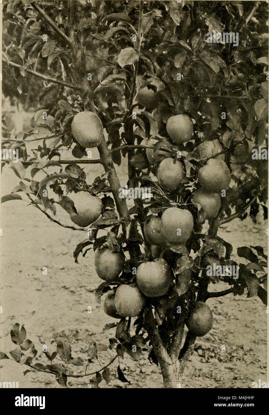 Apple growing in the Pacific northwest (1911) (19558863209 Stock Photo ...