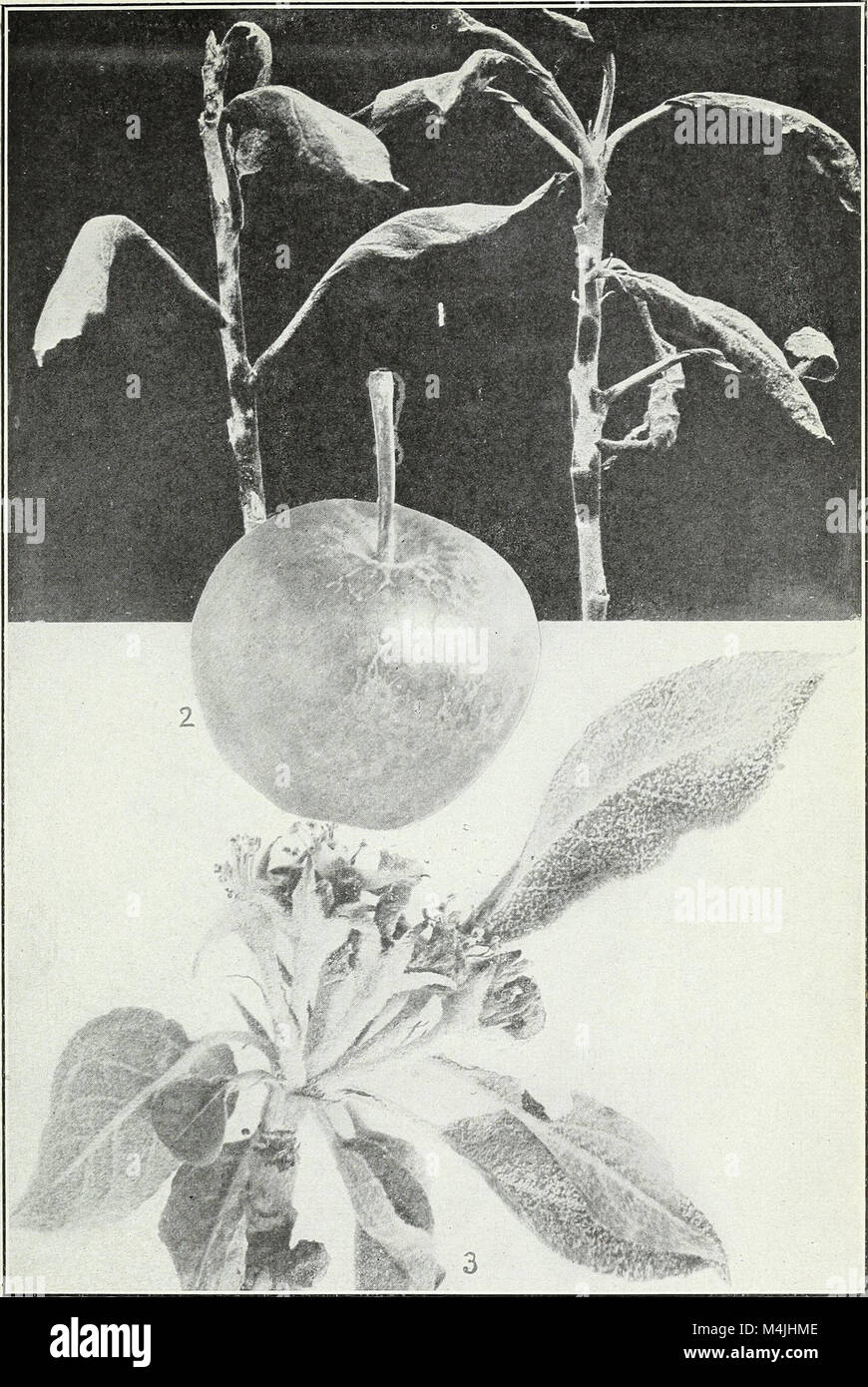 Powdery mildew apple hi-res stock photography and images - Alamy