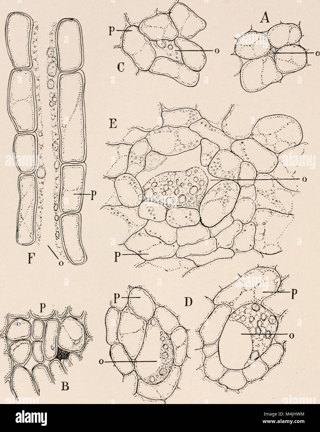 'Applied and Economic Botany' (1956) serves as a guide for students in ...
