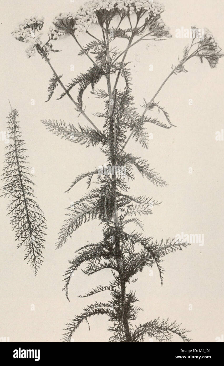 This textbook on applied and economic botany is tailored for students ...