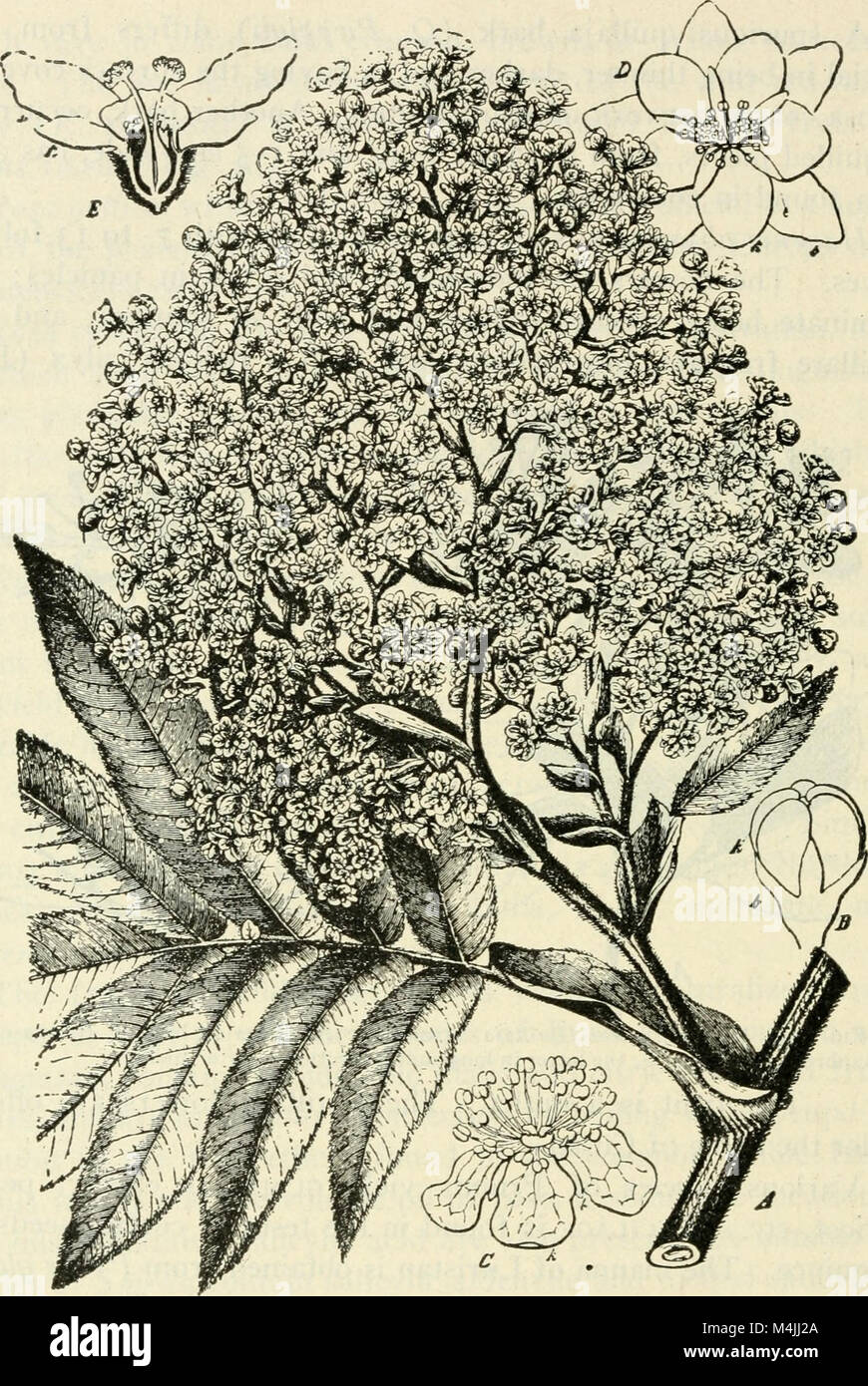 This book on applied and economic botany is designed for students in ...