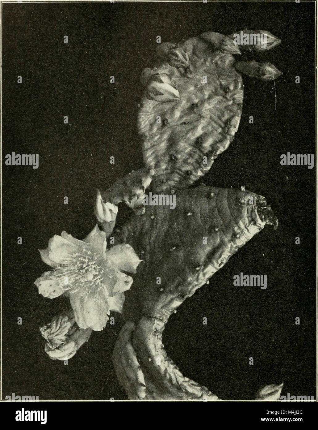 This work covers the application of botany in various industries ...