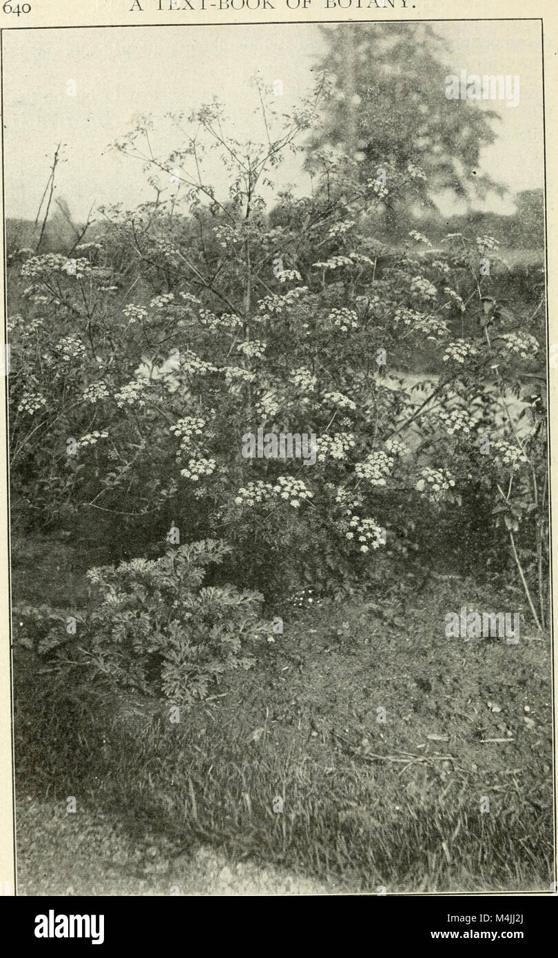 This work on applied and economic botany is aimed at students in ...