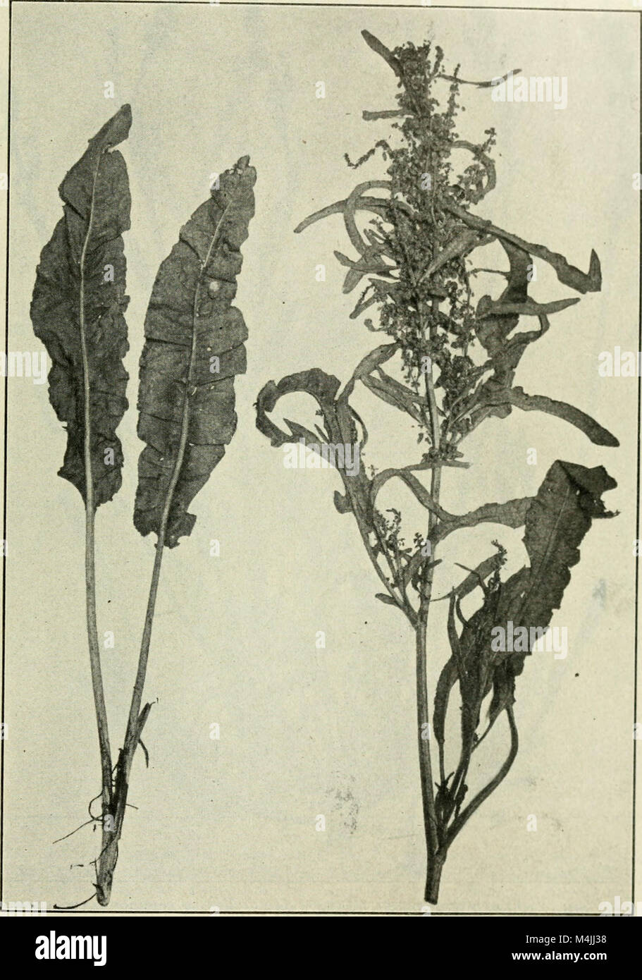 This book on applied and economic botany serves as a textbook for ...
