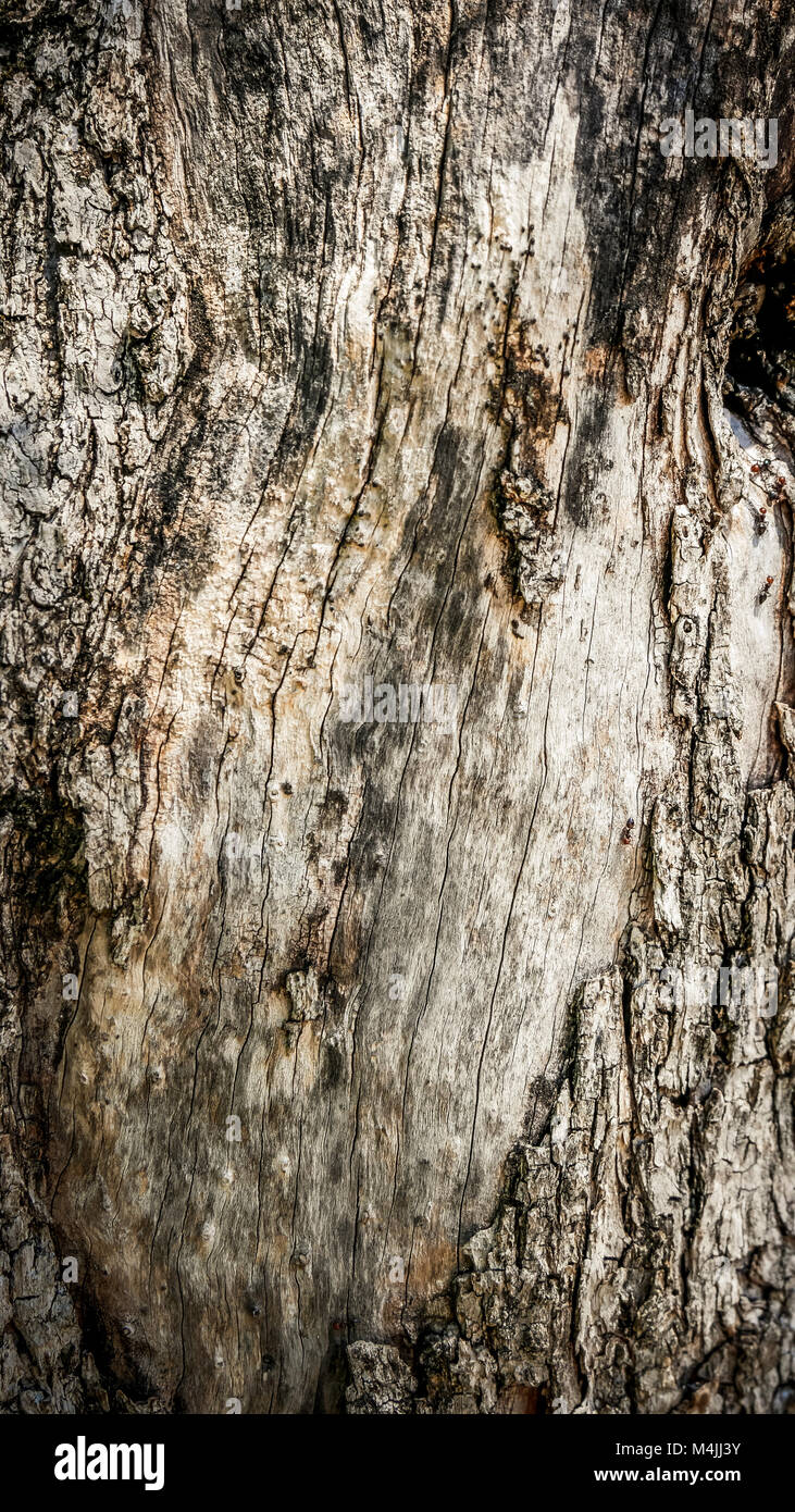 Macro of a bark of olive tree, Nature Stock Photo - Alamy