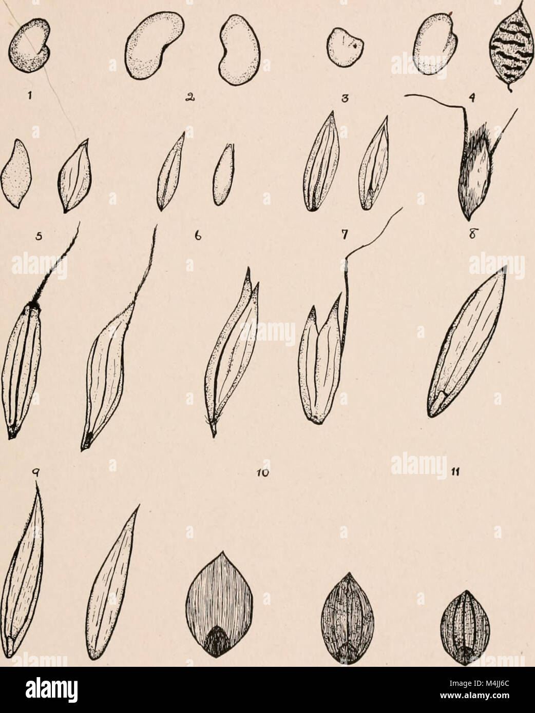 This work on applied economic botany (1919) is focused on agricultural ...