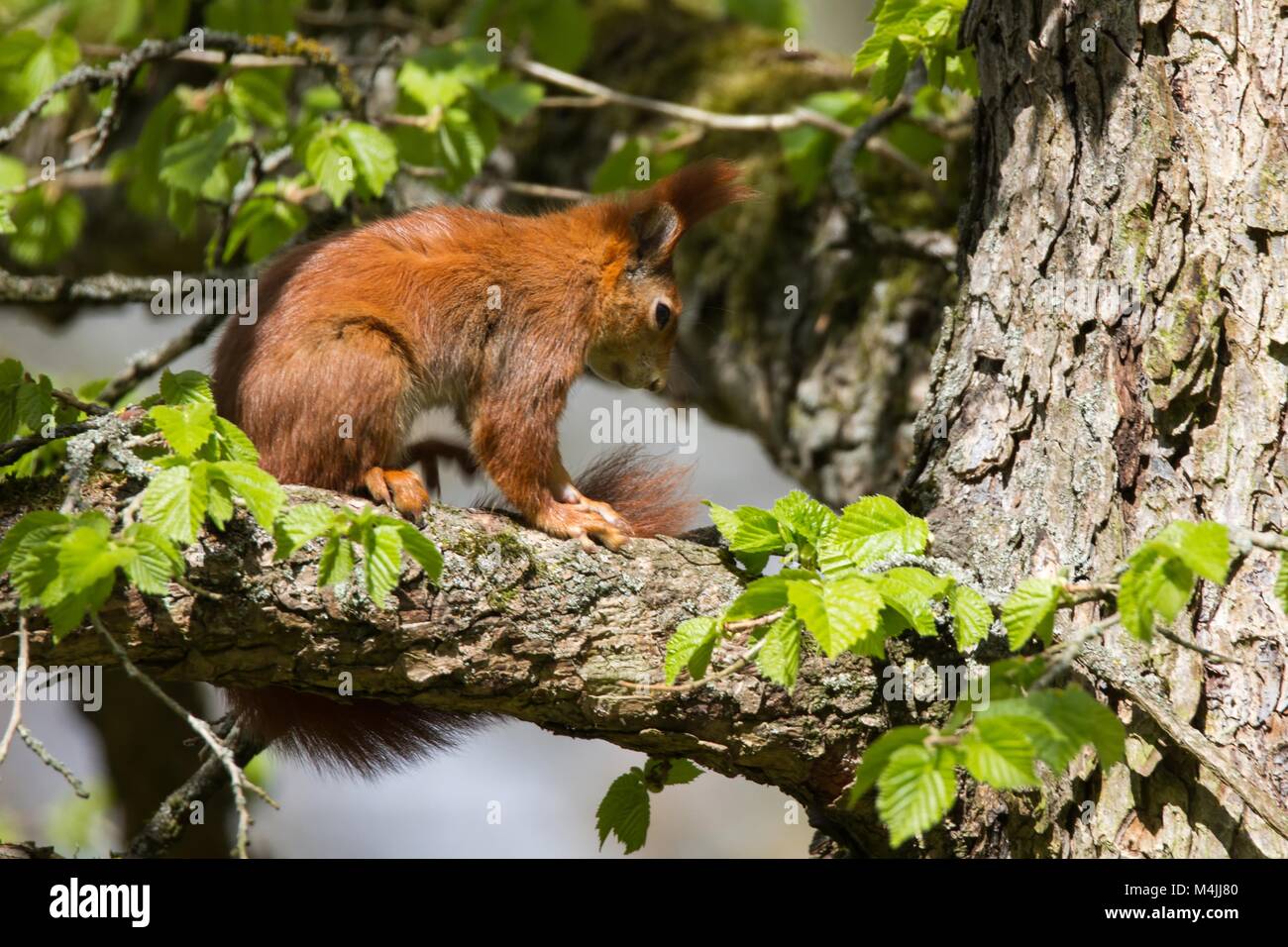 Red Squirrel 19 Stock Photo - Alamy