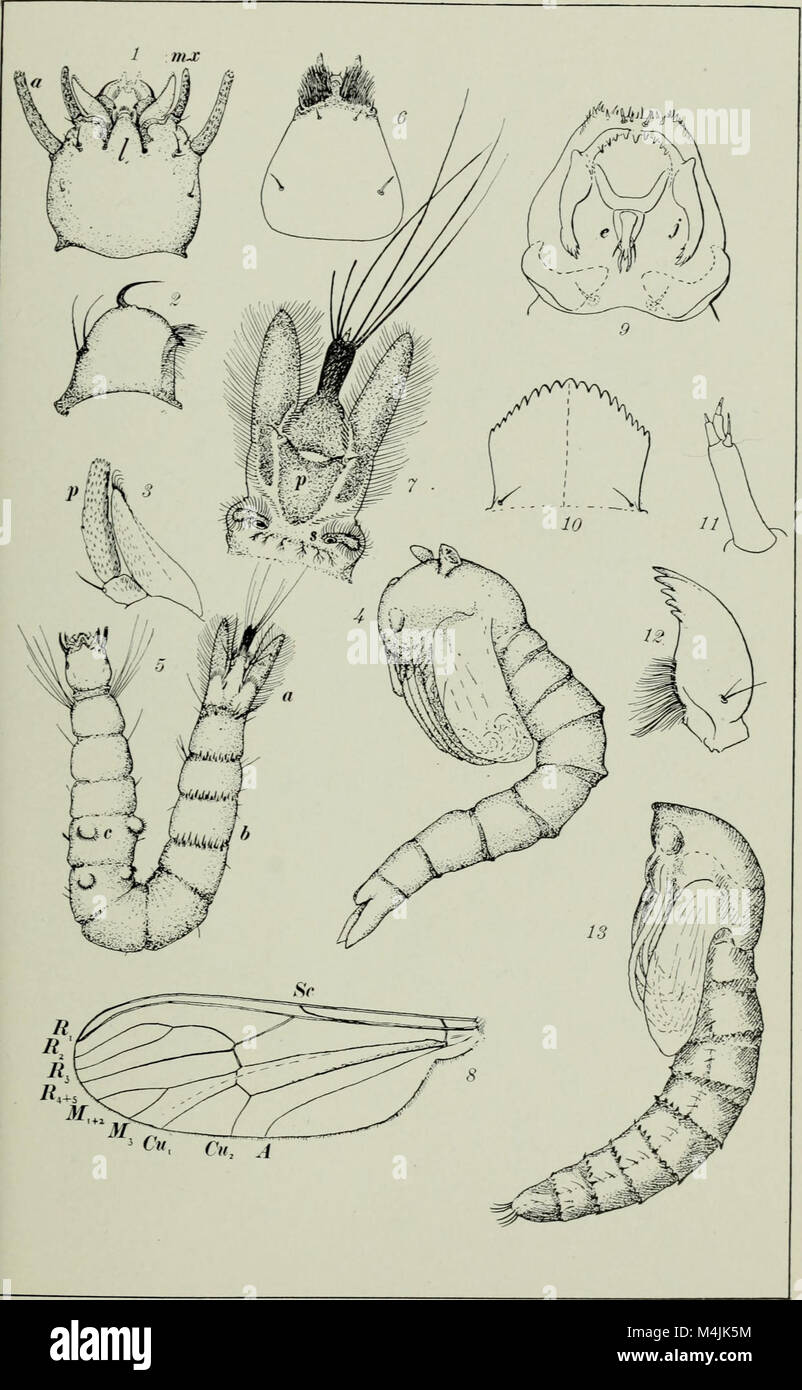 *Aquatic Insects in New York State* (1903) is a scientific study ...