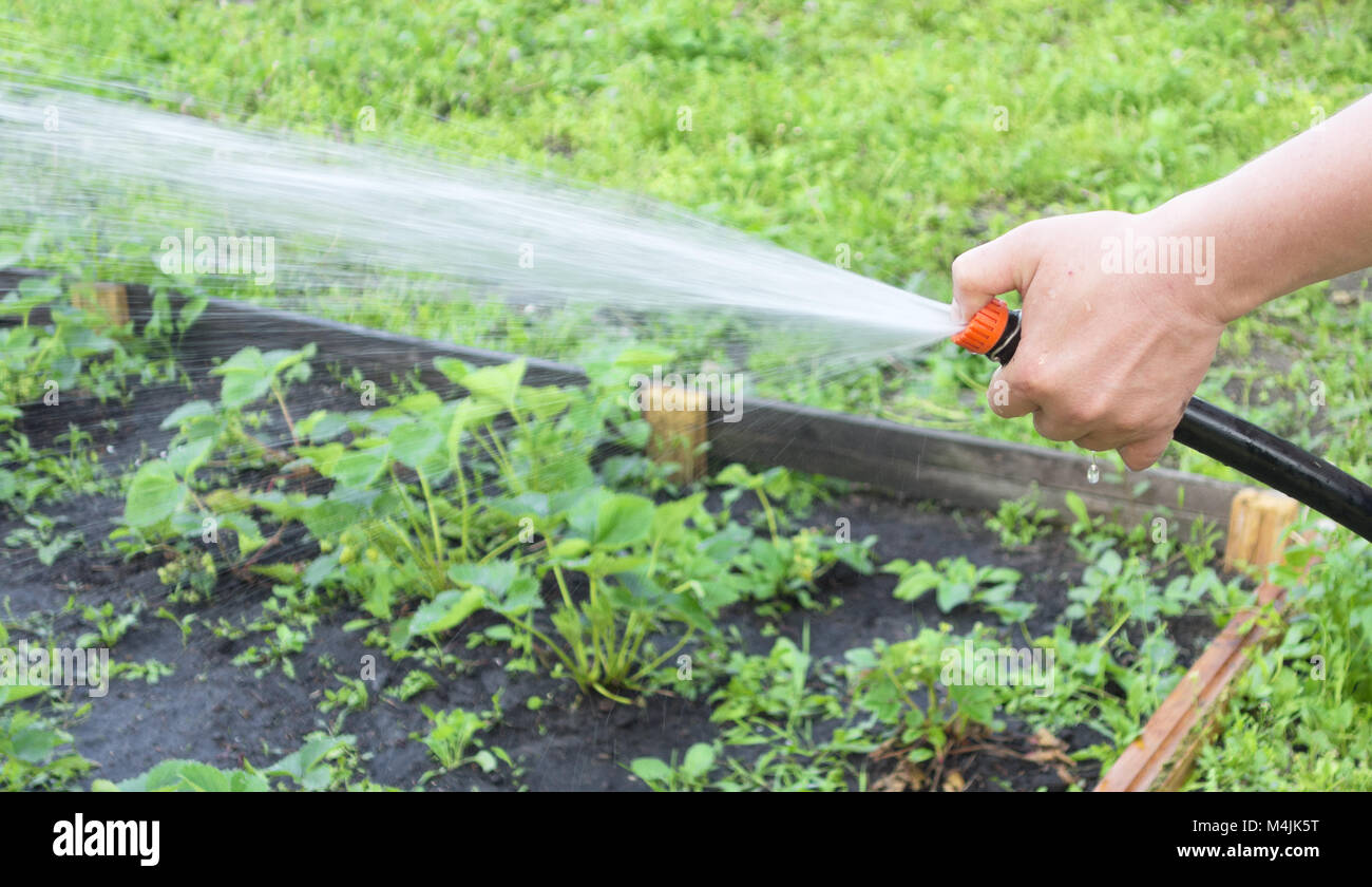 Nozzle for watering grass hi-res stock photography and images - Alamy
