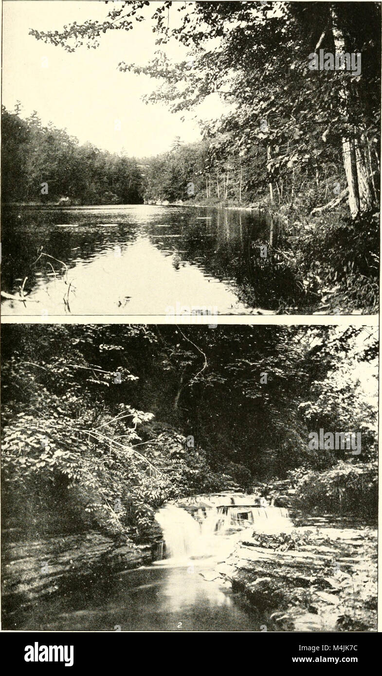 Aquatic insects in New York state - a study conducted at the ...