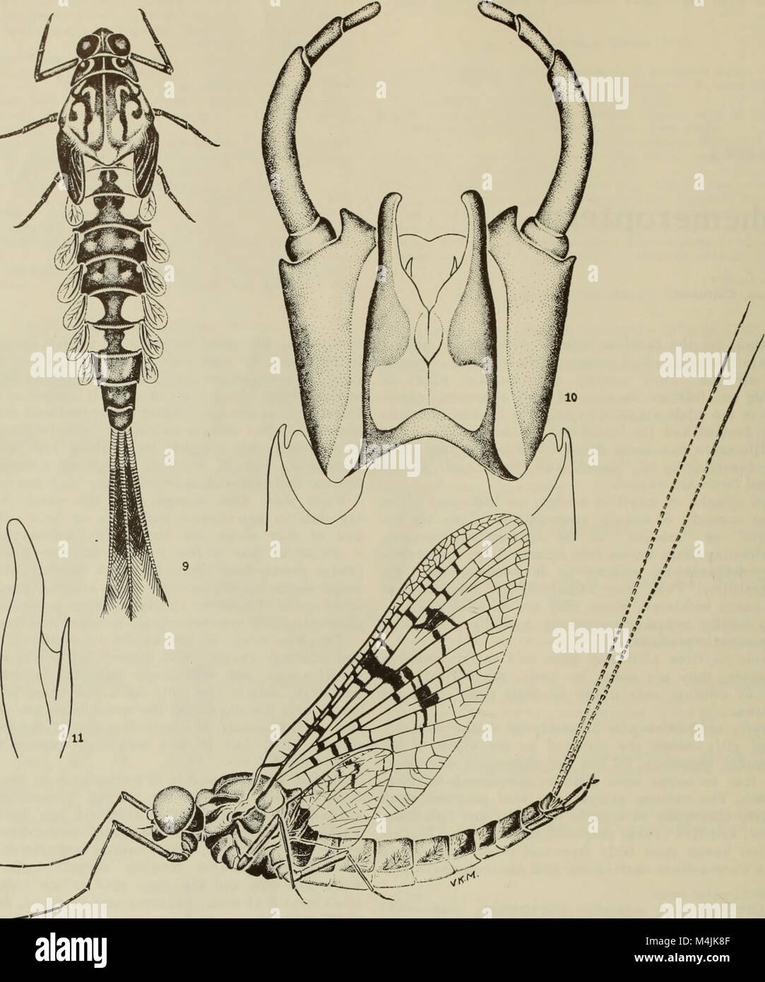Aquatic insects of California, with keys to North American genera and ...