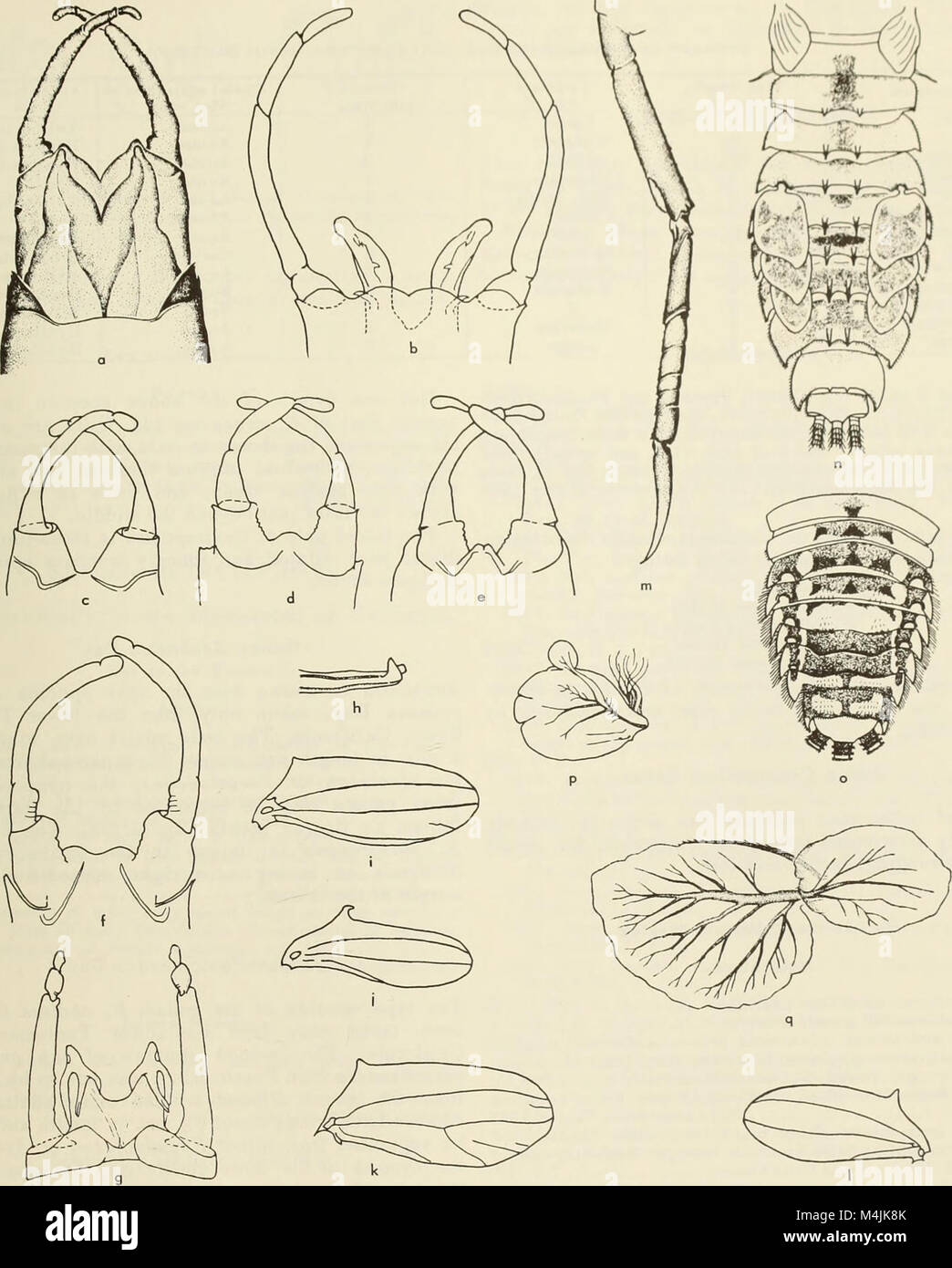 A comprehensive guide to the aquatic insect species found in California ...