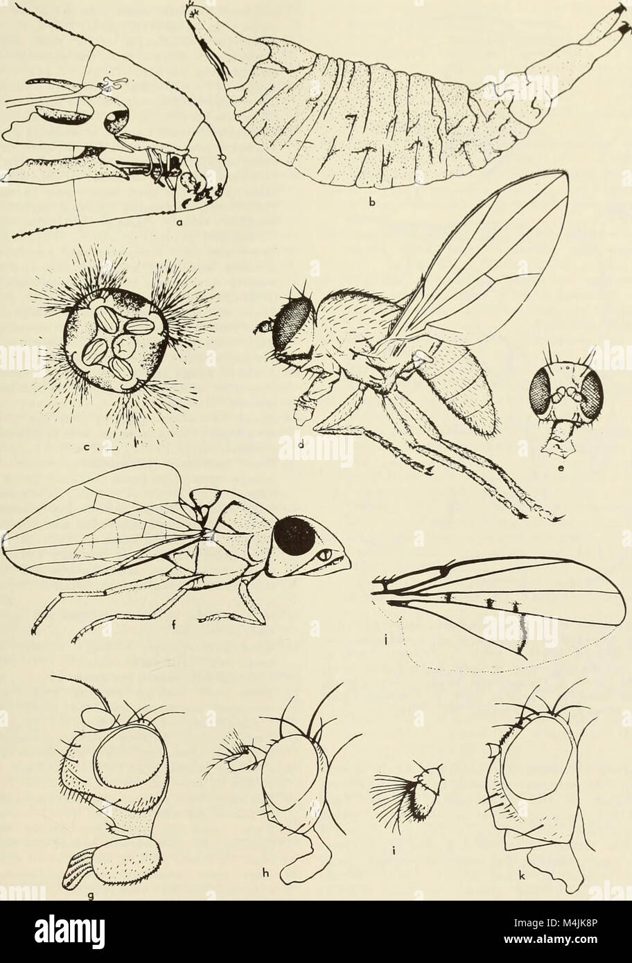 A 1956 study on the aquatic insects of California, with identification ...