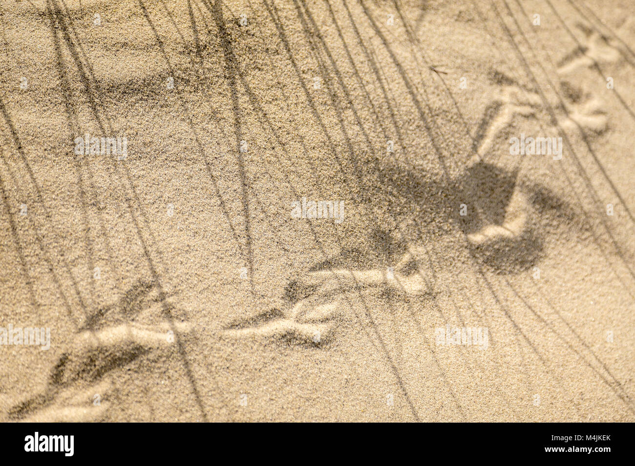 Bird Foot High Resolution Stock Photography and Images - Alamy