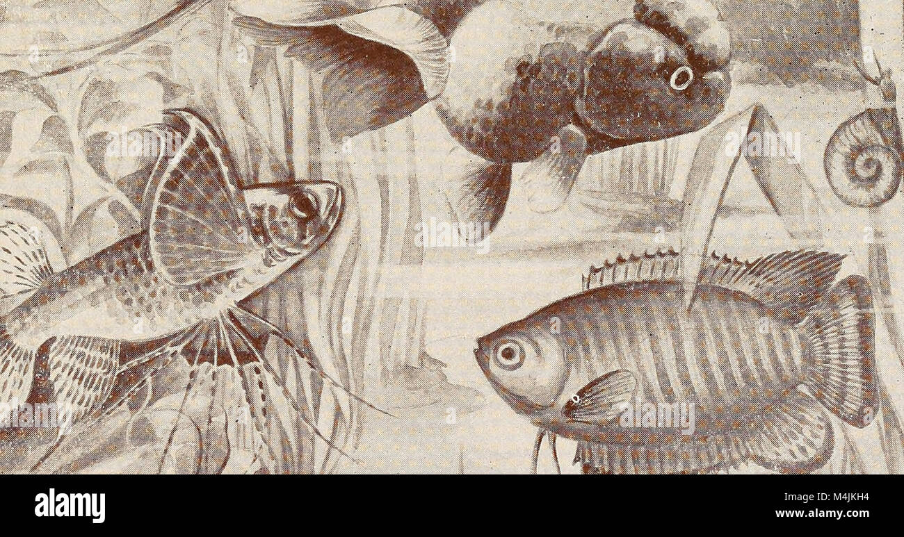 Aquatic Life (1917-1918) examines various aquatic ecosystems ...
