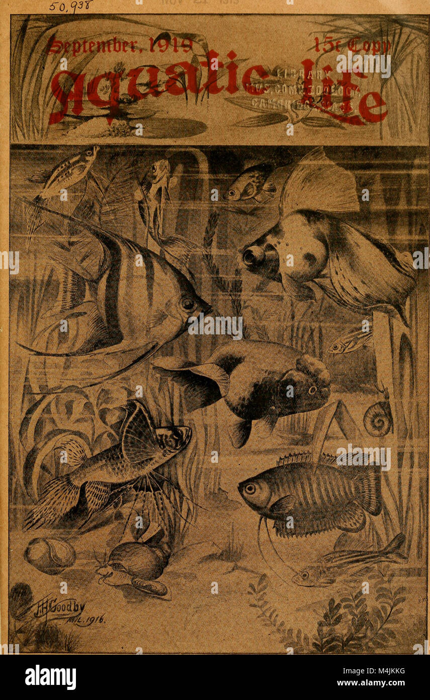 Diverse marine life forms hi-res stock photography and images - Alamy